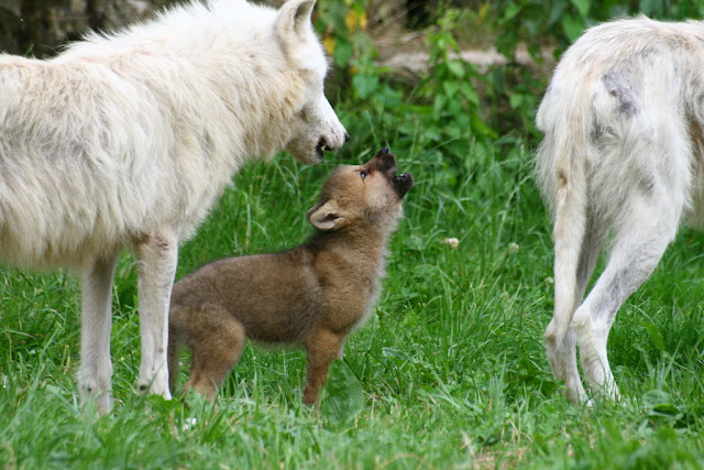 White Wolf : Stunning Images Showcase the Cuteness of Fluffy Arctic ...