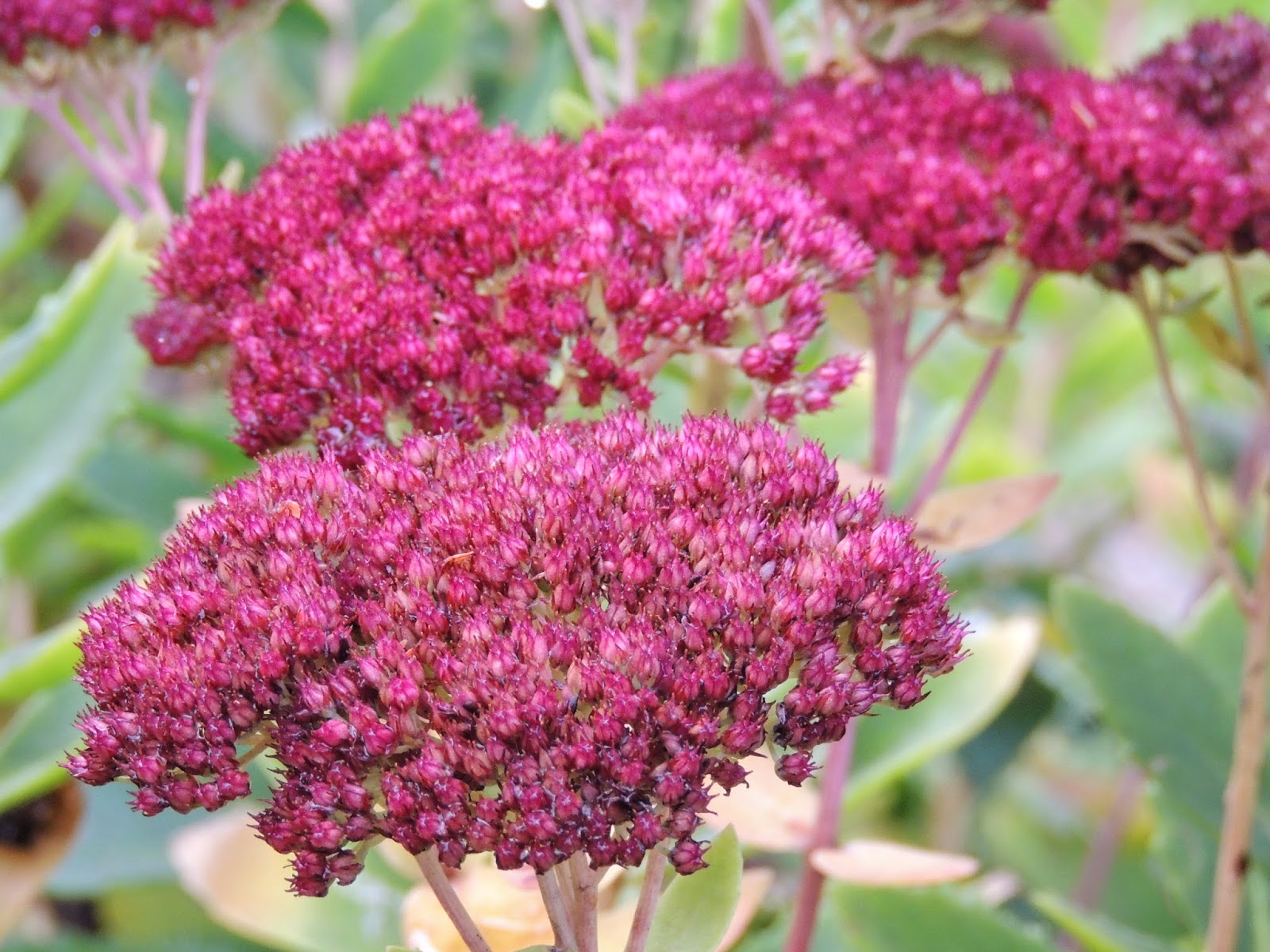 IL ETAIT UN PETIT JARD'AIN ...: FIL ROUGE