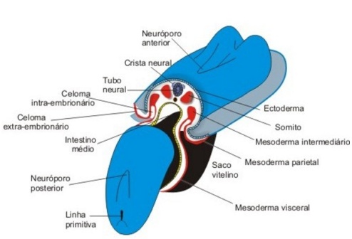 tresciencias: Cordados, somitos,y celoma
