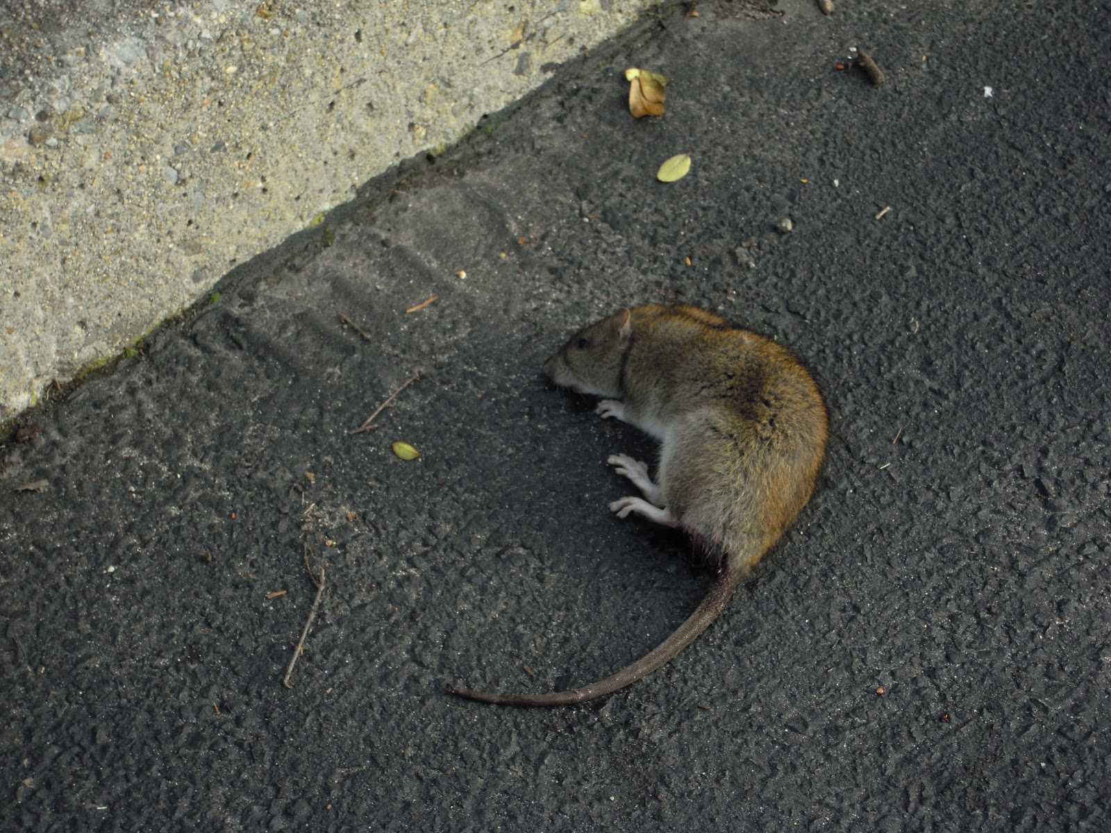 Marash Girl: Why does a rat cross the road?