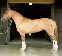 Los Caballos: Pelajes: Bayo