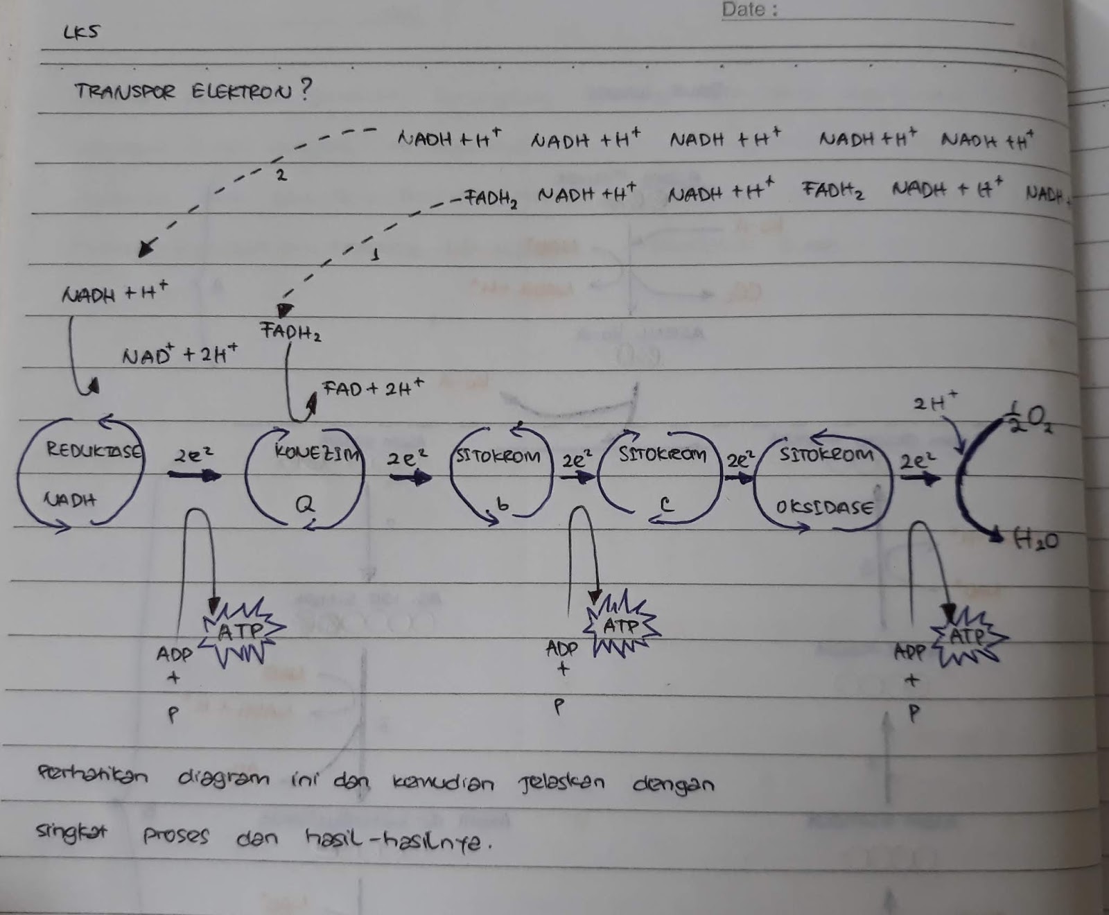 Stevani Manuhutu: METABOLISME KATABOLISME