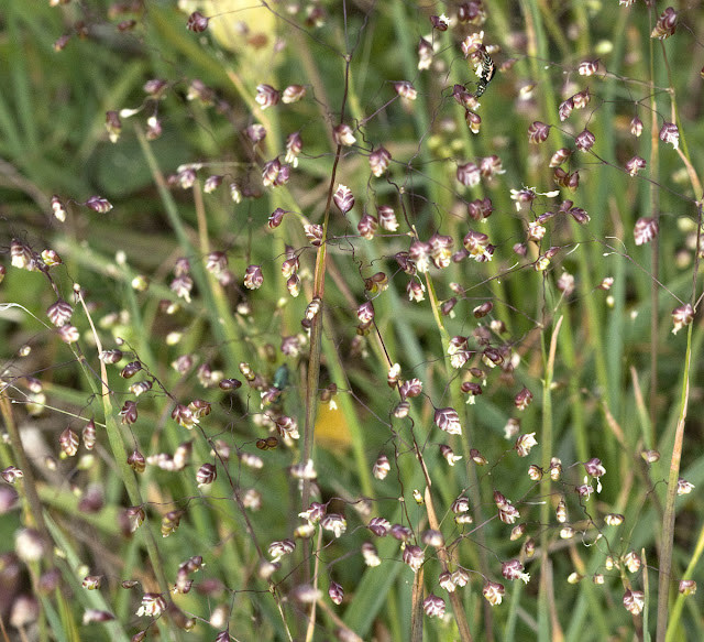 Quaking Grass | Naturally