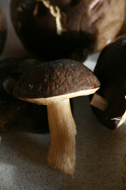 Godt og Sunt: Parasollsopp og steinsopp