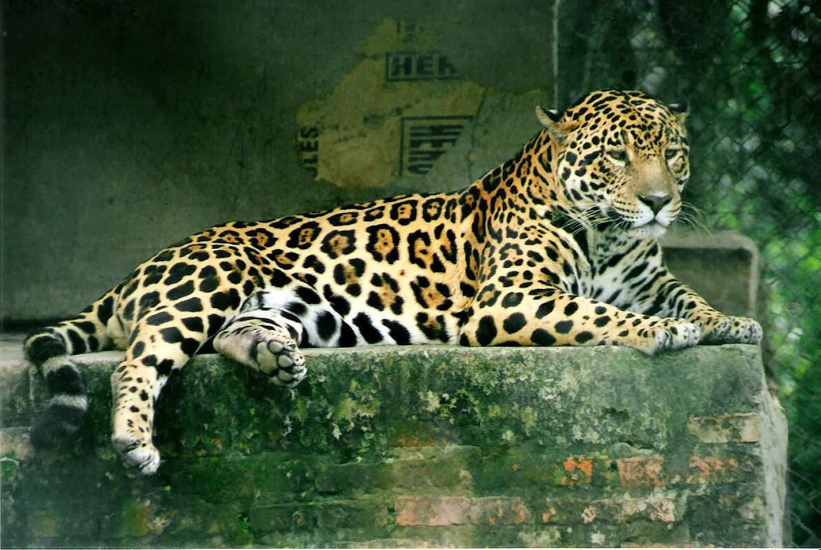 Giaguaro (Panthera onca) | Foresta Amazzonica