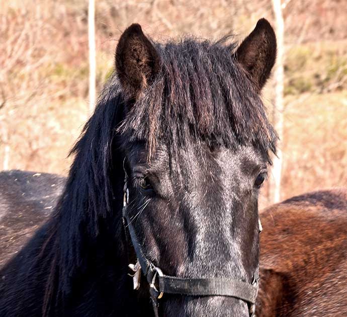 MIS VISTAS DEL MUNDO: Flequillos