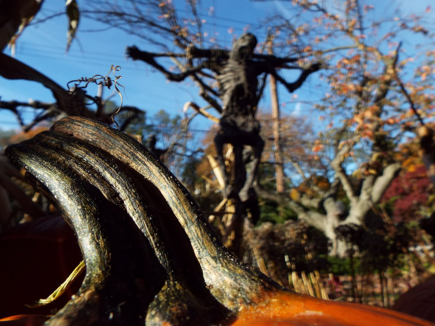 PUMPKINROT.COM: The Blog: Happy Halloween