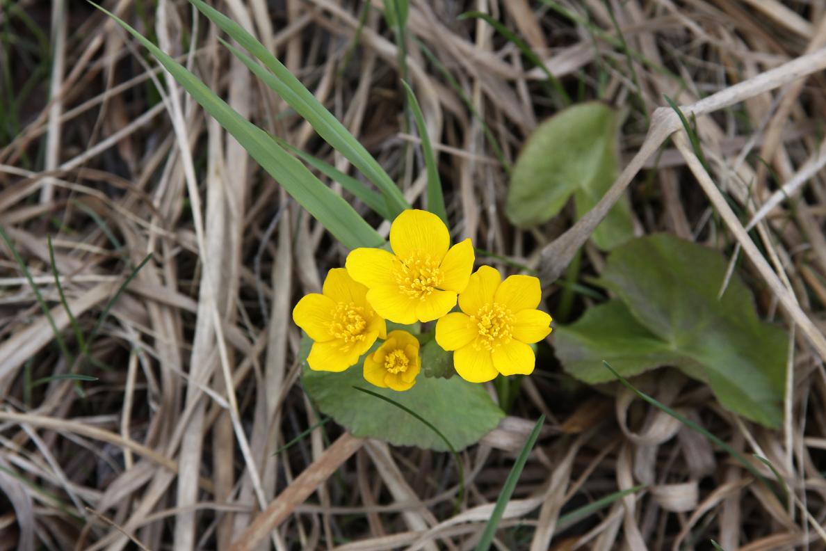 Michigan Exposures: Marsh Marigolds