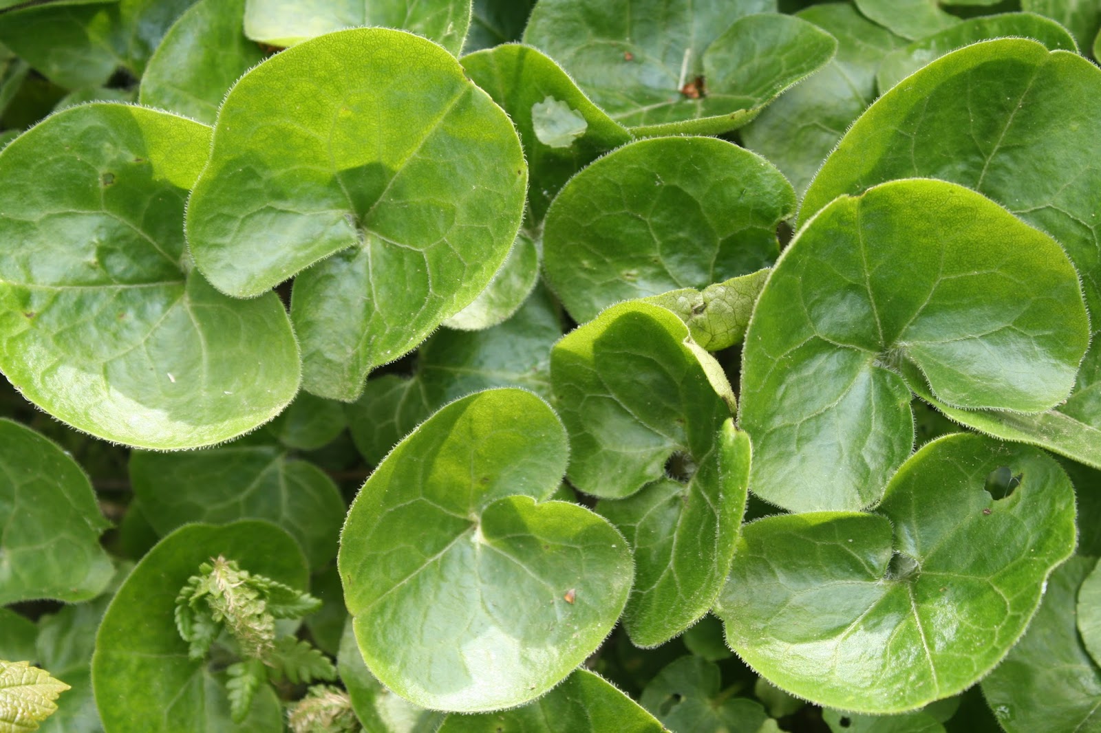 Kraina Wędrujących Wysp: Ławka