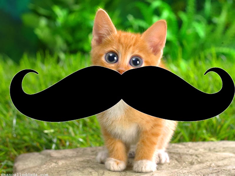 Triumph of a Man Called Da-Da: It's Int'l Cat Mustache Day (is, too)