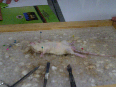 Biology Science Club St. Louis1 : Pembedahan Tikus