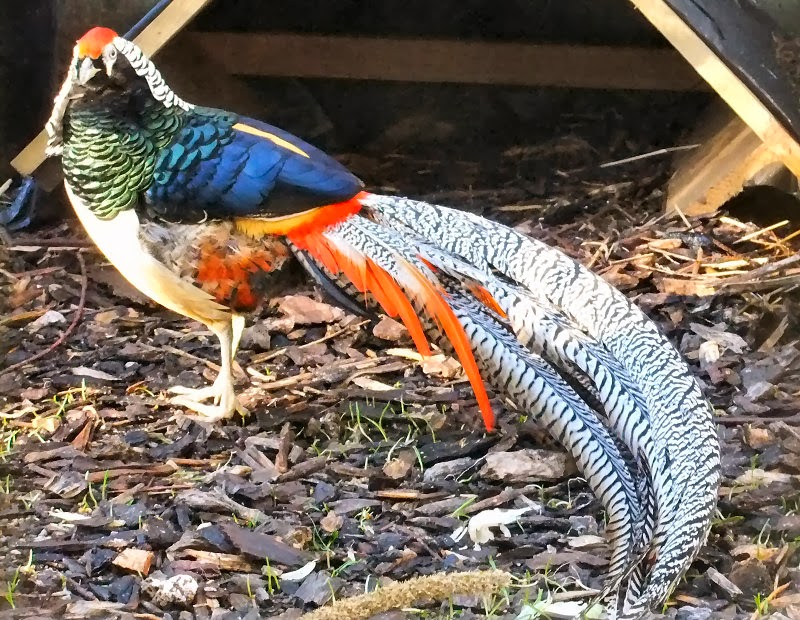 Photographs Of Newcastle: Jesmond Dene - Pets Corner