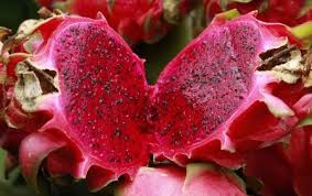 Sharing Is Fun: Yuk Kita Intip Manfaat Buah Naga Merah Untuk Tubuh Kita