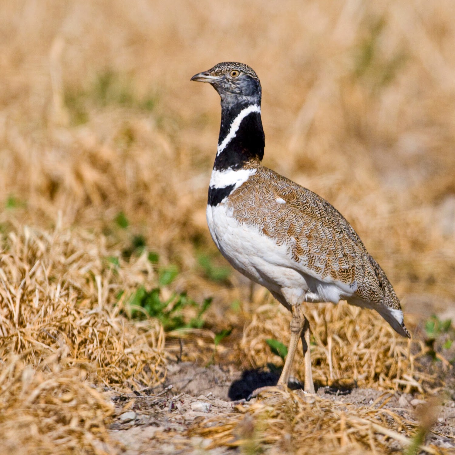 PETER'S PORTFOLIO..............Bird & Wildlife Photography: Little Bustards