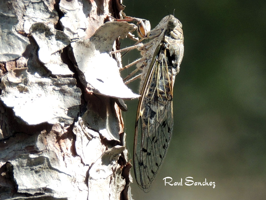 Naturaleza Viva : Los cicádidos o Chicharras (Cicadidae),