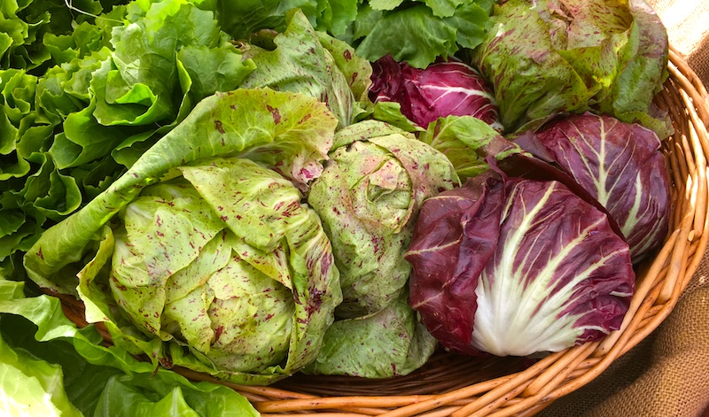 Good Stuff NW: In Season: Check Out Chicories!