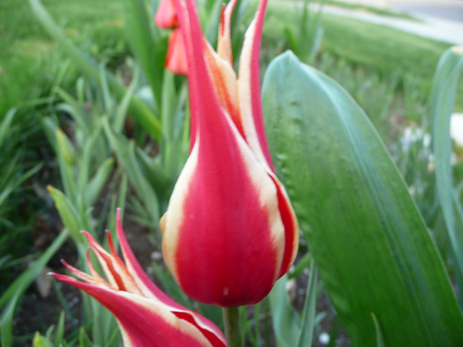 The Beautiful Project: Macrophotography of Spring Flowers, Calgary