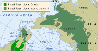Boreal Forest Global Map