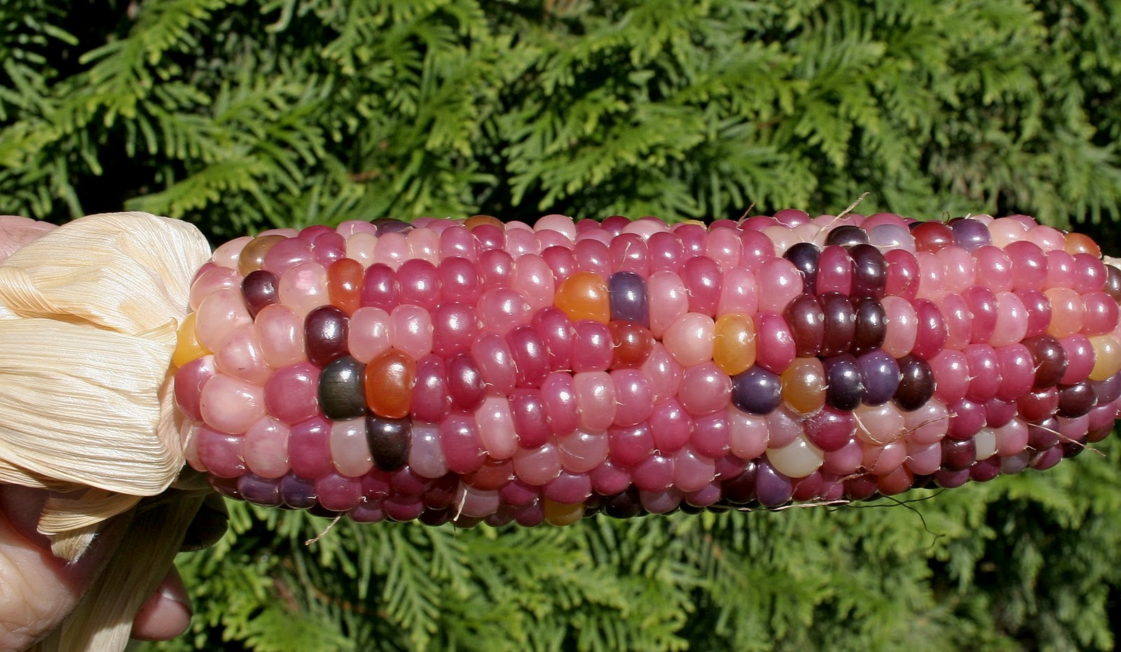 Inside My Secret Garden...Day-to-Day Living at Cairnwood Cottage: Popcorn!