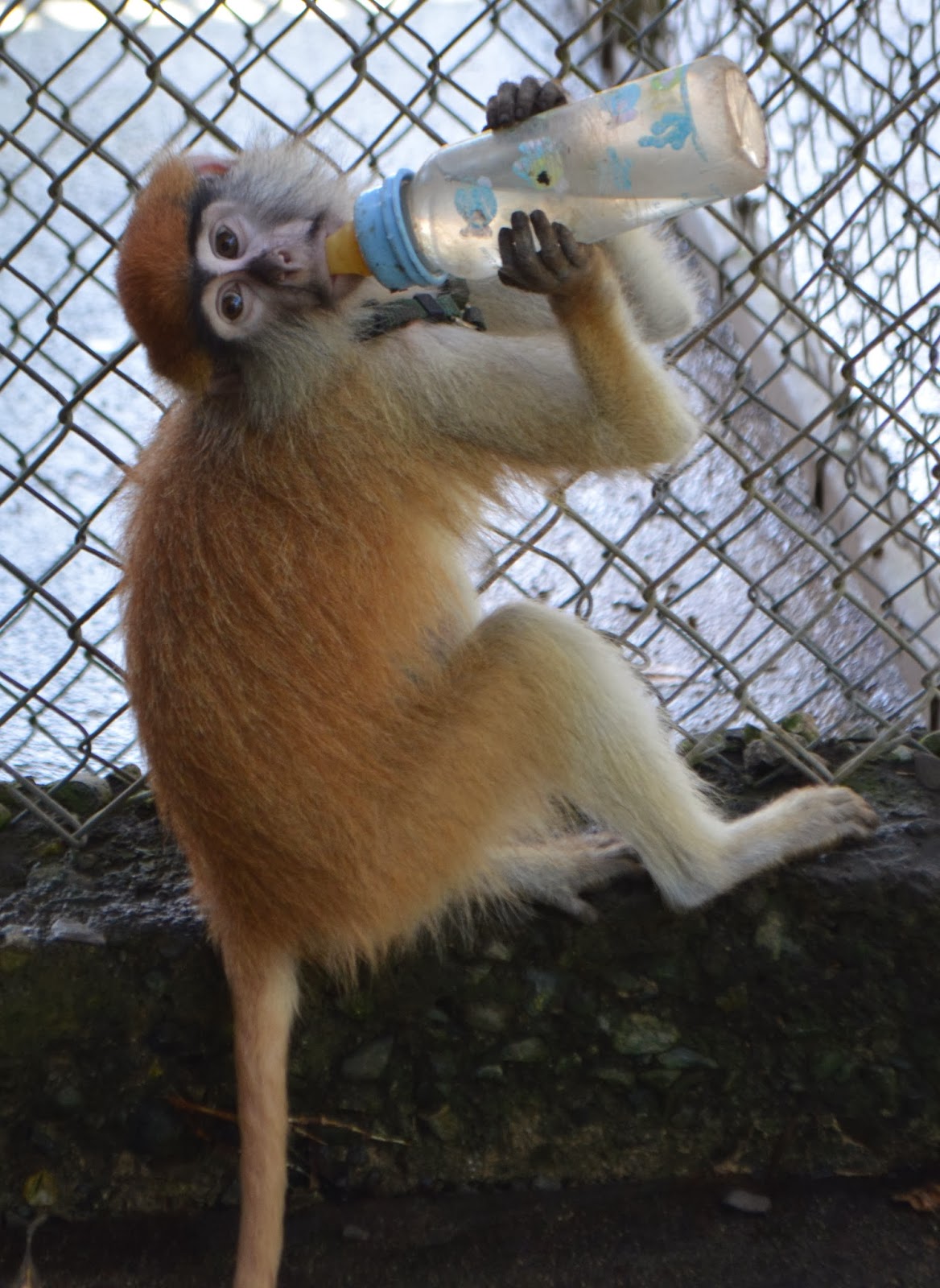 Mundum News: Puerto Rico, isla de especies exóticas