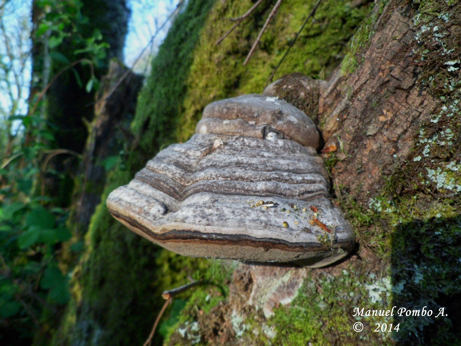 Un micólogo aficionado: Fomes fomentarius
