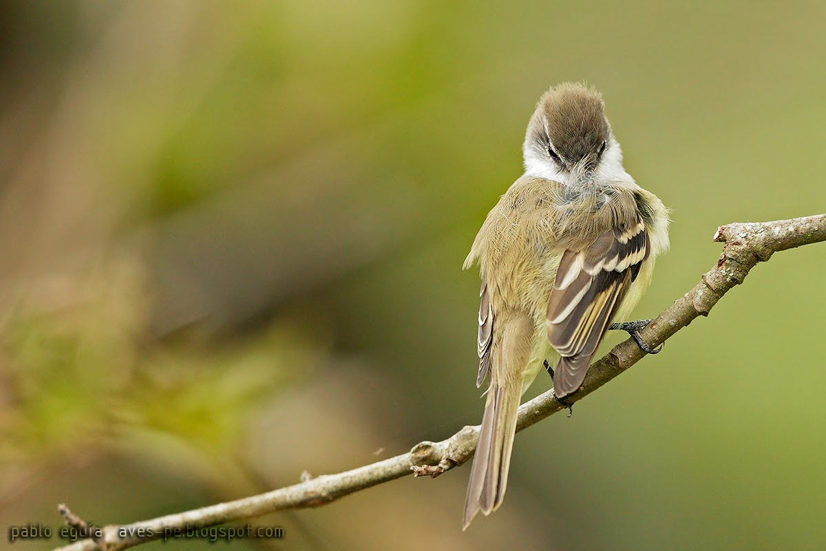 mis fotos de aves: Mecocerculus leucophrys Piojito Gargantilla White ...