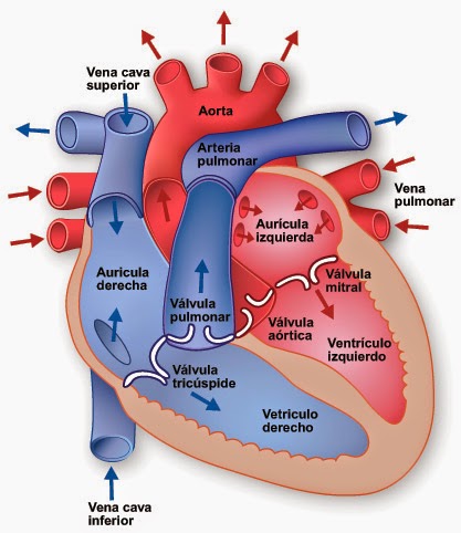 Anatomía aplicada: Práctica -Disección de un corazón de cerdo, vaca y ...