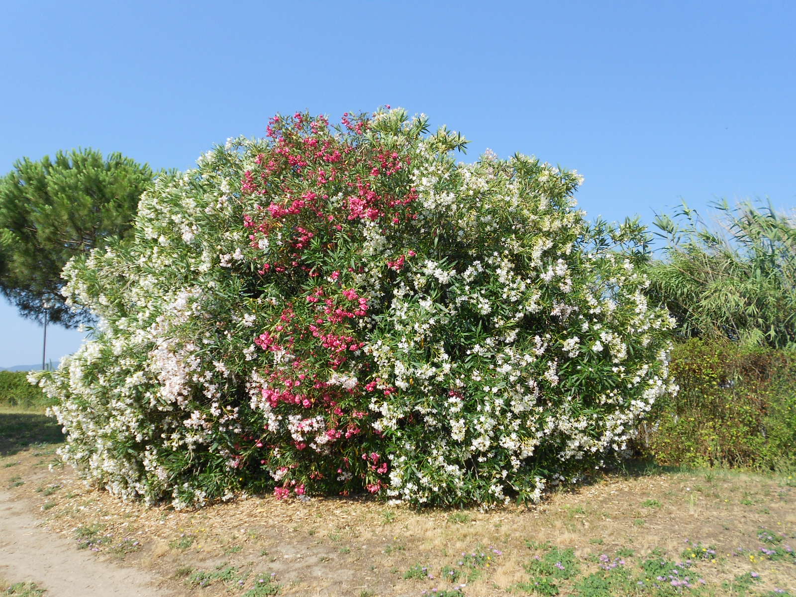 ARBUSTI E PIANTE: Oleandro (Nerium oleander).