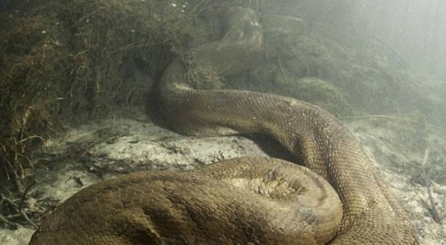 Pix Grove: Photographer Filmed Anaconda Underwater