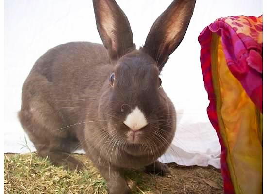 Disapproving Bun: Willow