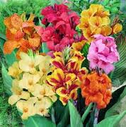 the last heaven: Canna indica Linn