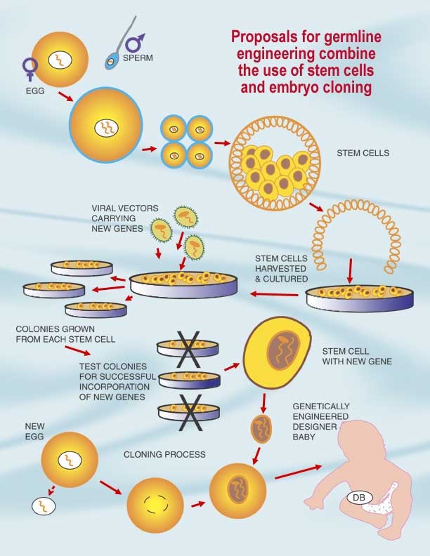 The New Eugenics – same as the Old Eugenics?