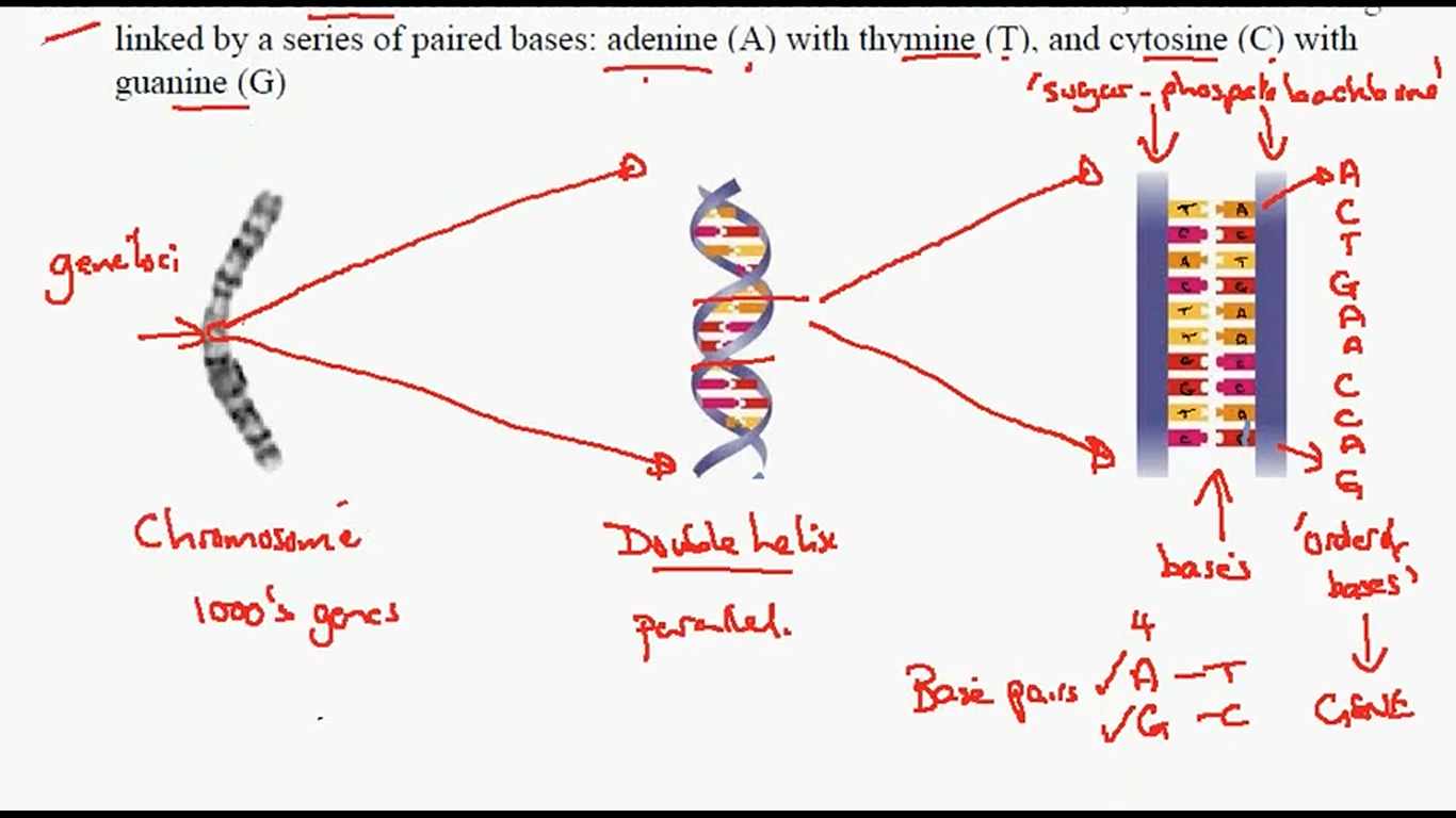 Seb Biology: 3.16 - DNA, nature of genetic code