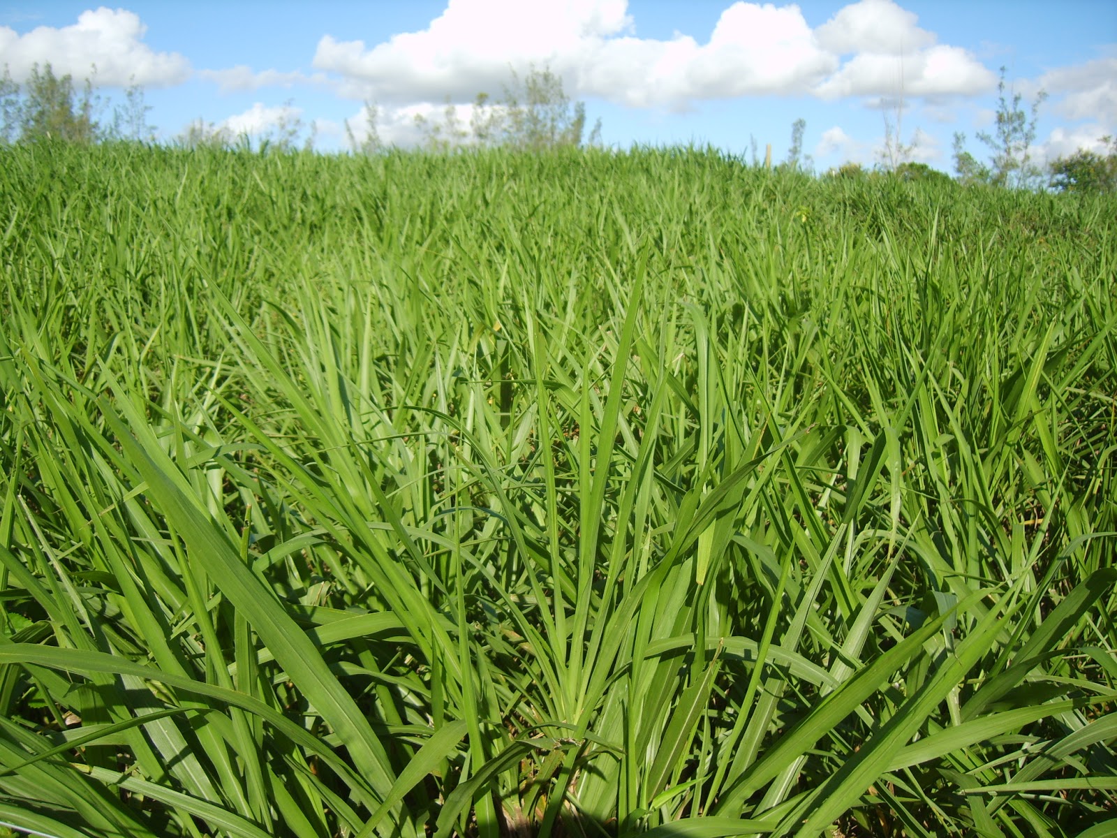 Ciência UENF: Capim-elefante: nova cultivar