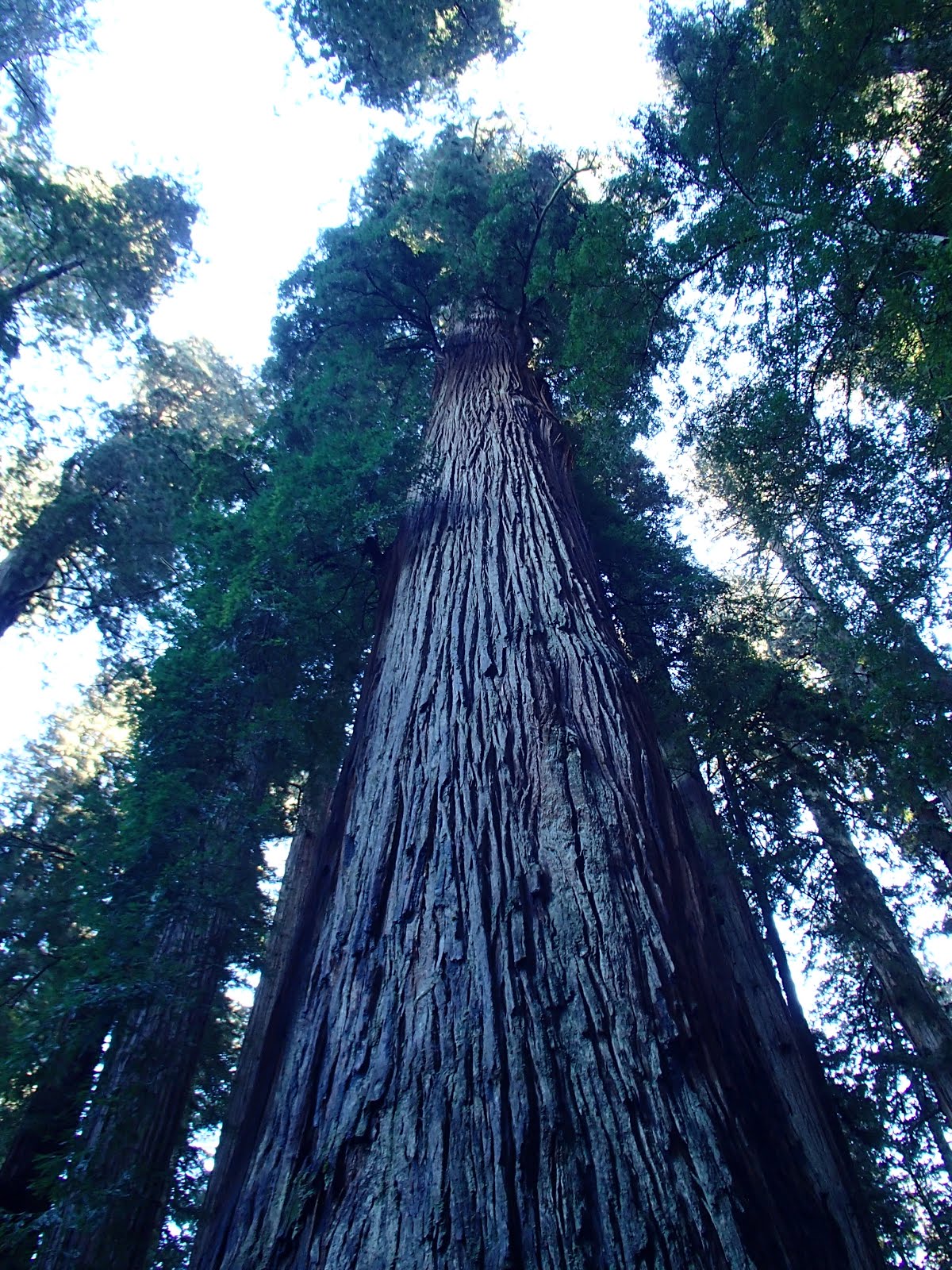 NorCal Dog Trails: Redwood National and State Parks with a dog