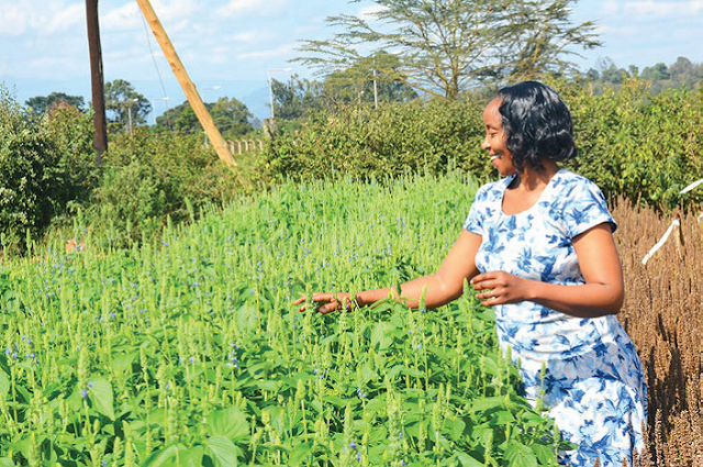 Rich Farm Kenya: Profitable Agribusiness Ideas in Fruit Farming: CHIA ...
