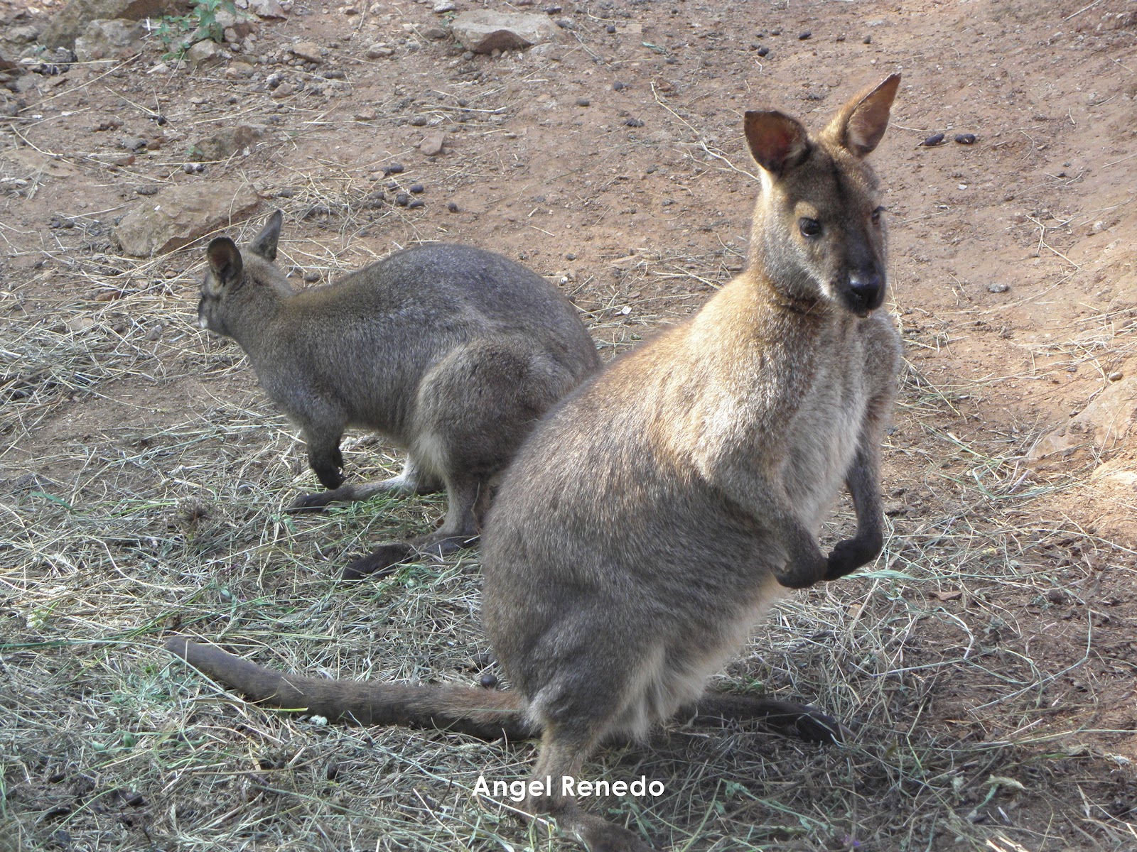 CANTABRIA, FOTOGRAFIA VIVA: Canguro Wallaby