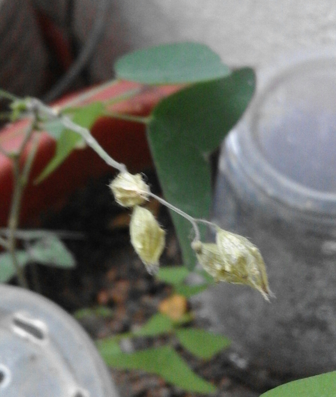 SHADE: Pokok daun rama rama