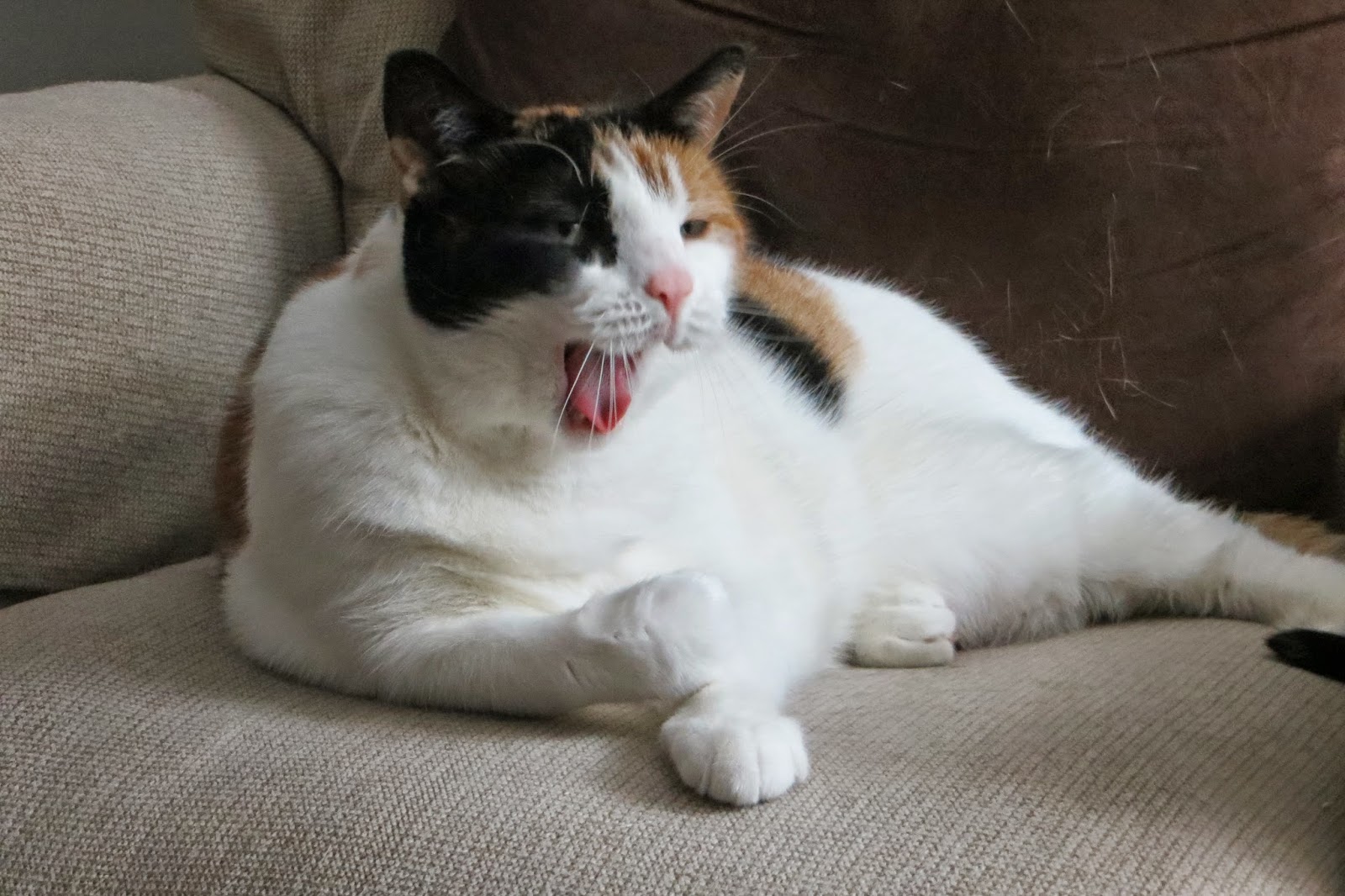 journey to the summit: callie cat