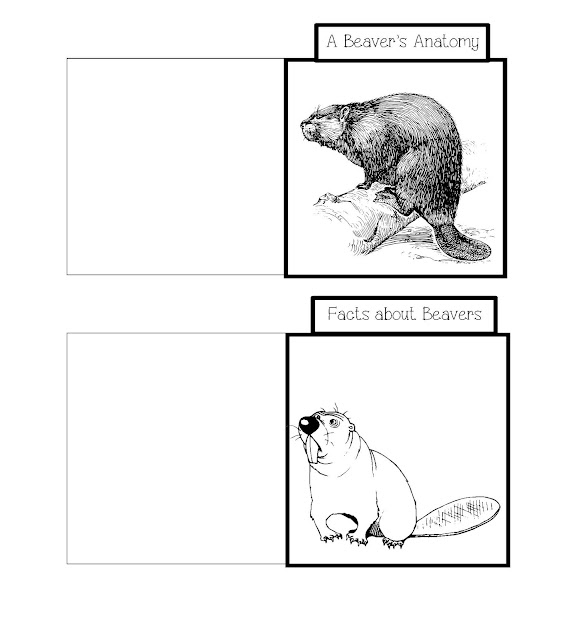 The Hermit Crabs Homeschool: Beavers Lap Book