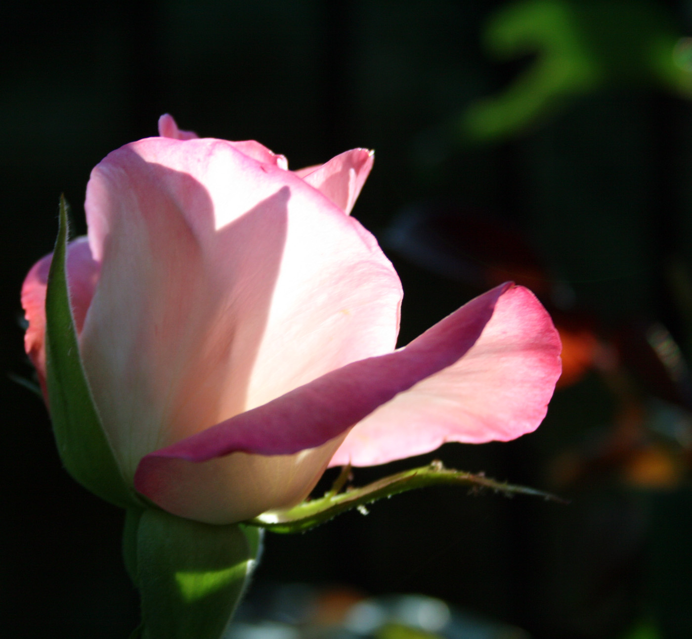 Wild Mountain: Saturday Snapshot - eclipse rose