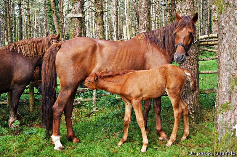 Un paseo,una foto: XXVII Feira do poldro e gando de monte. Muras (Lugo)