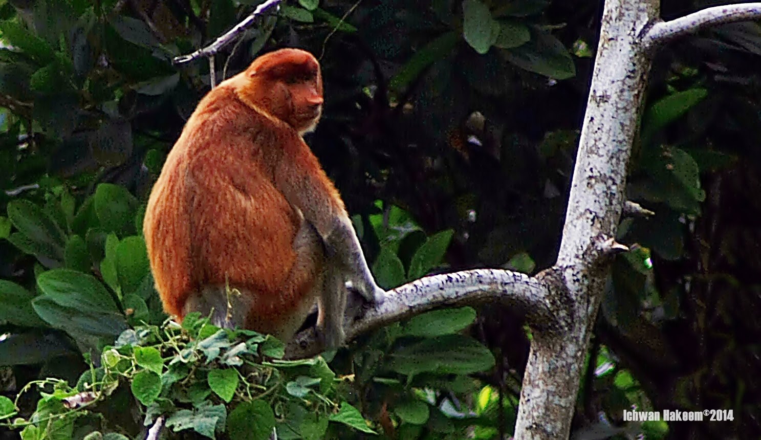 Photo 122 : Bekantan | BEKANTAN -WILD INDONESIA