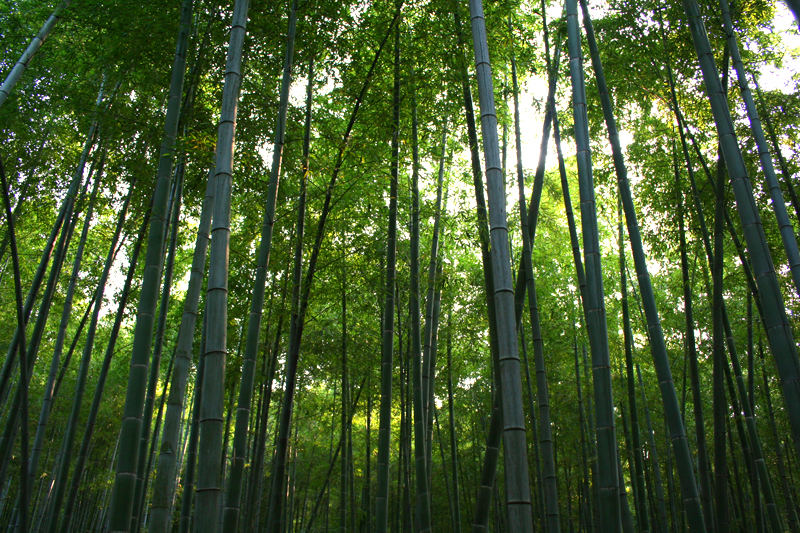 Excelência Feminina: As 6 lições do Bambu