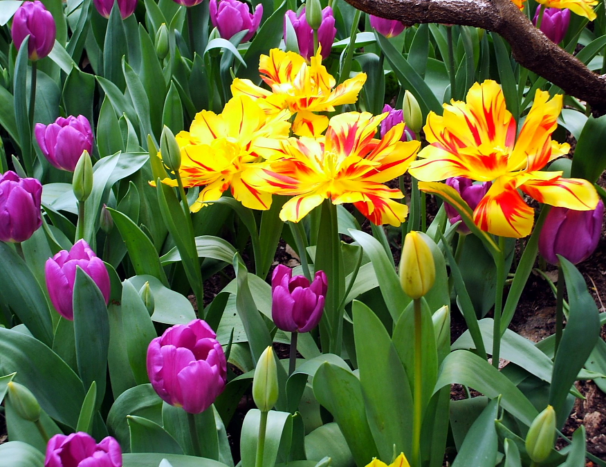 SUPERMENG MALAYA: Pesta Bunga Tulip