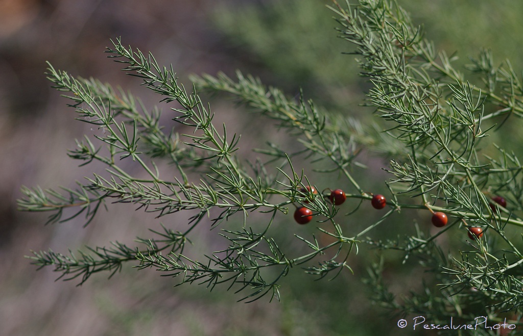 Flore de Camargue: Asparagus officinalis, Asperge officinale