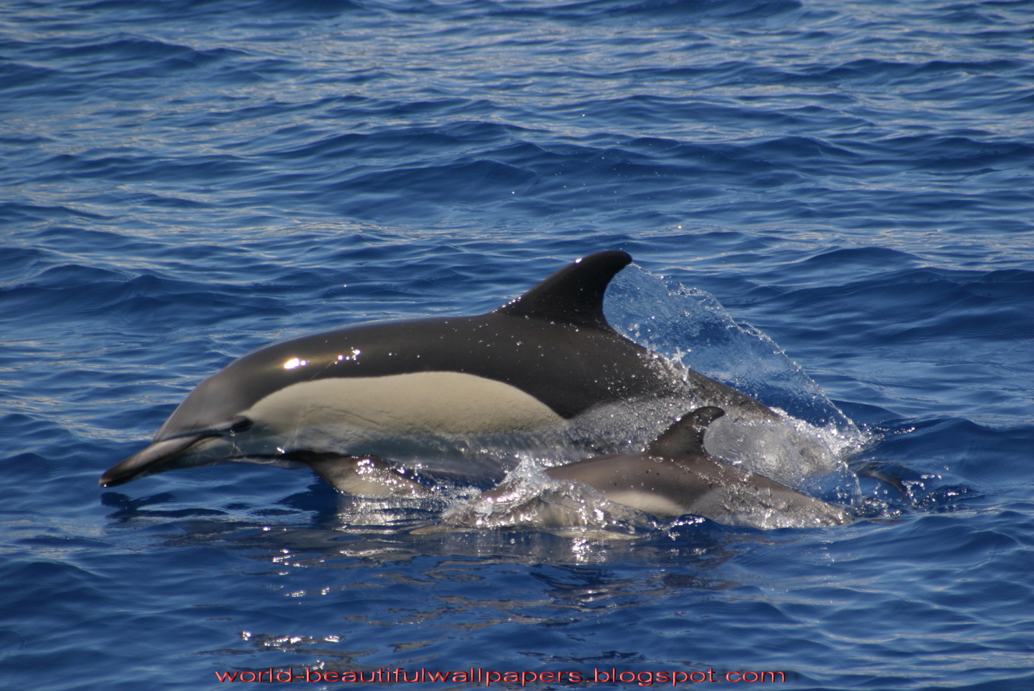 Beautiful Dolphins | Zone Wallpaper Backgrounds