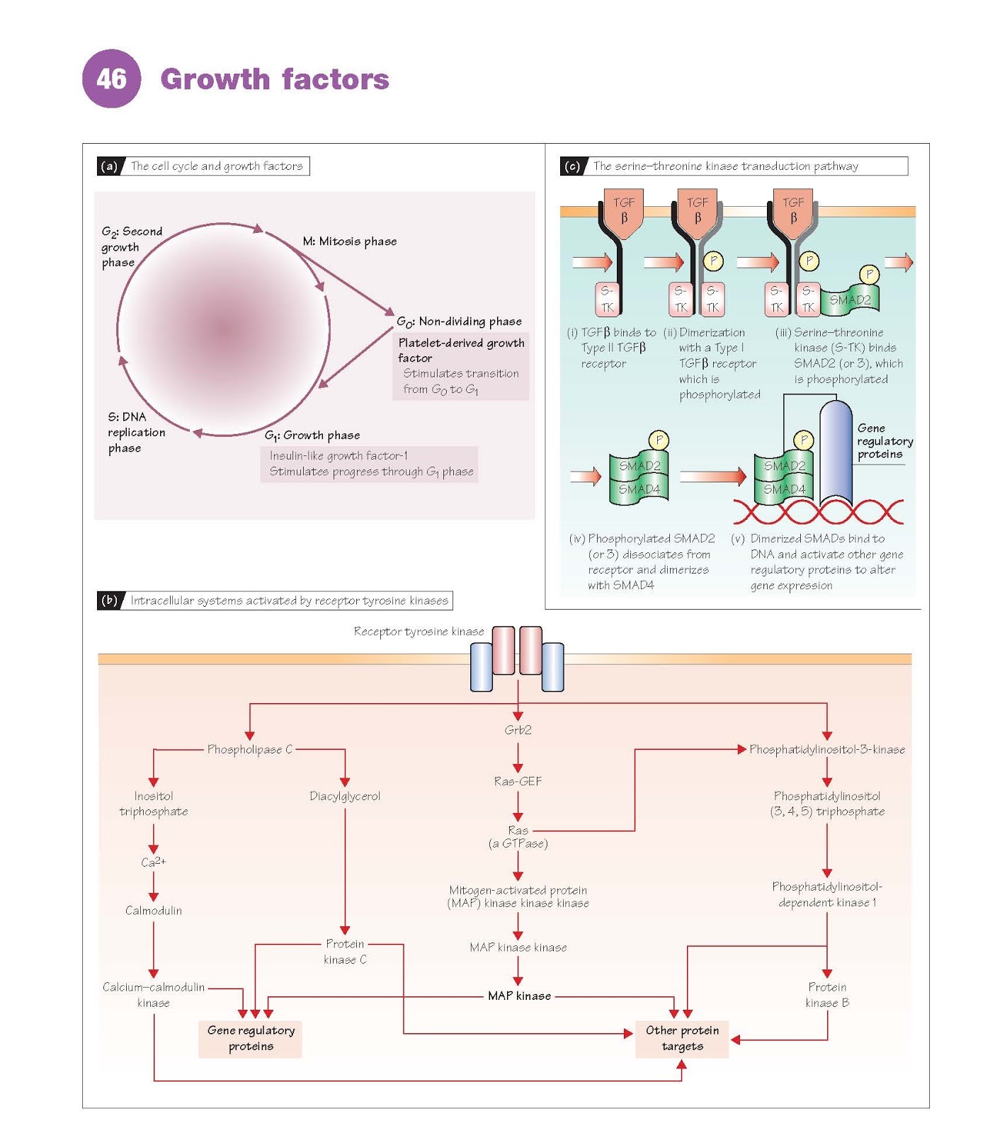 Growth Factors - pediagenosis