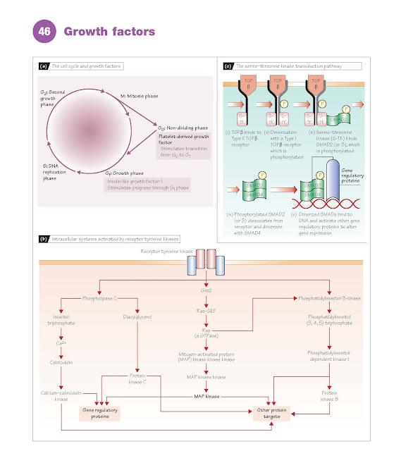 Growth Factors - pediagenosis