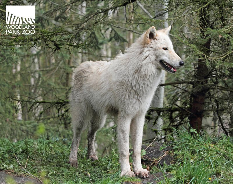 Young wolves join Northern Trail